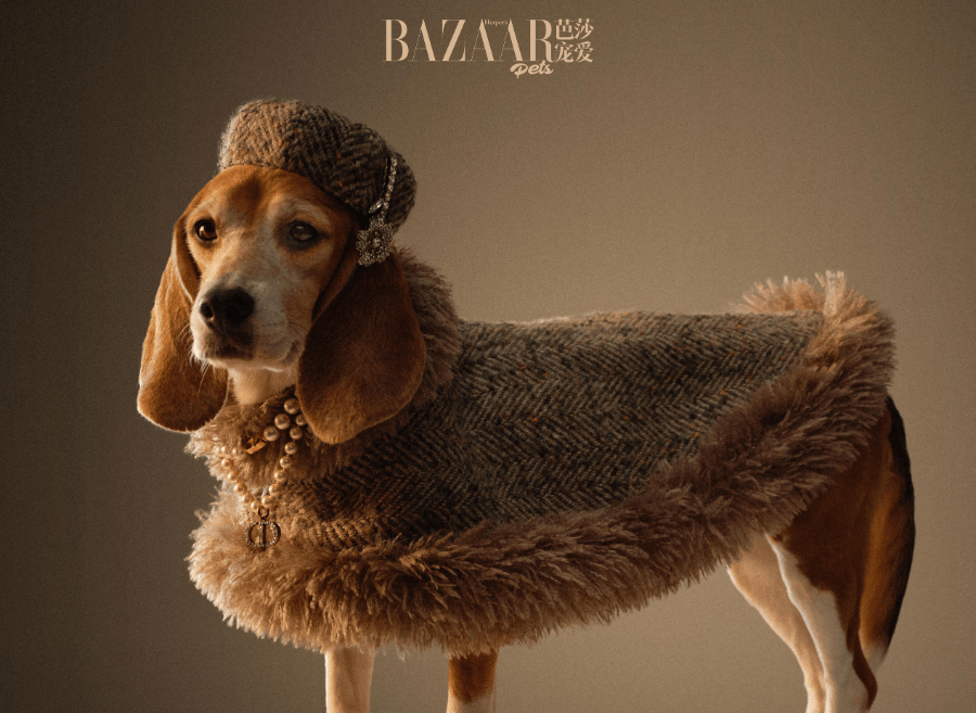 Designer Pet Apparel Store | Luxury Pet Clothing - BONDIR Designer Pet Apparel Store | Luxury Pet Clothing - BONDIR