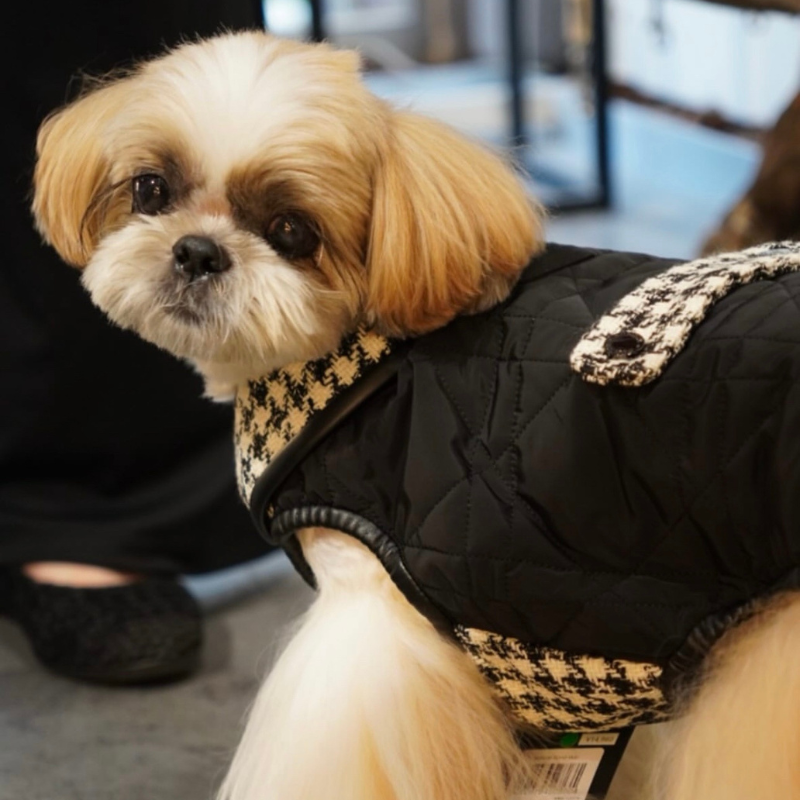 Best Dog Vest for Small Dogs | Lightweight Dog Vest - BONDIR