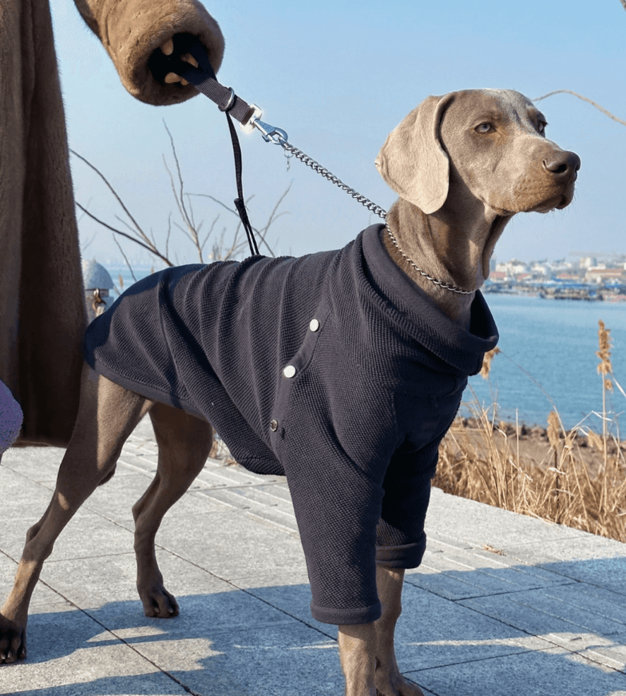 Best Luxury Designer Dog Sweaters for Large Breeds - BONDIR