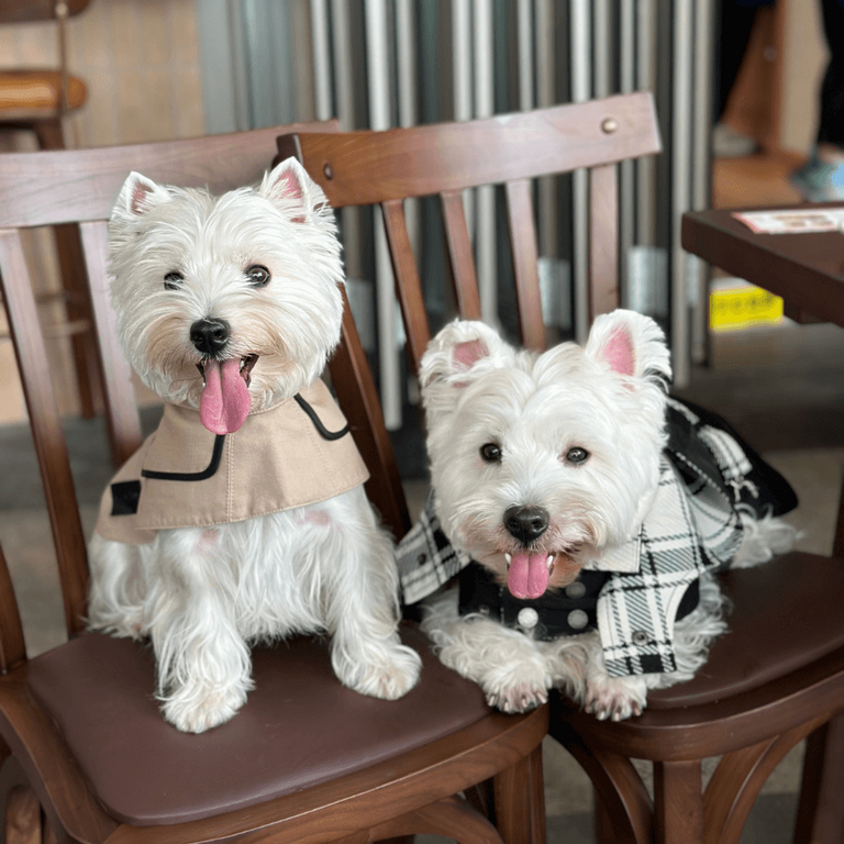 Obine Trench Coat | Premium Trench Coat for Dogs – BONDIR