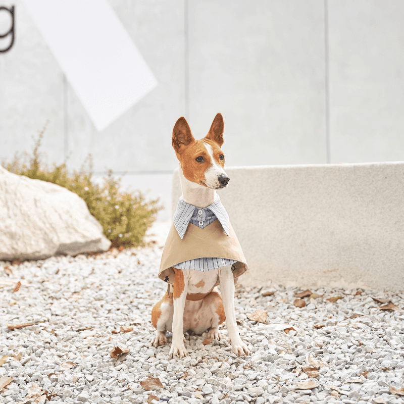 Best Designer Dog Jackets | Waterproof Dog Jackets for Small Dogs – BONDIR