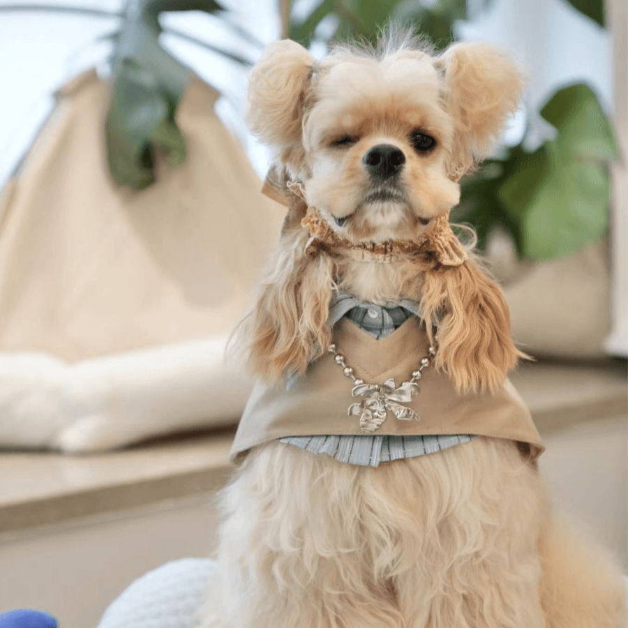 Best Designer Dog Jackets | Waterproof Dog Jackets for Small Dogs – BONDIR