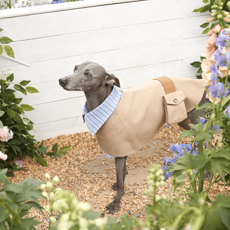 Best Designer Dog Jackets | Waterproof Dog Jackets for Small Dogs – BONDIR