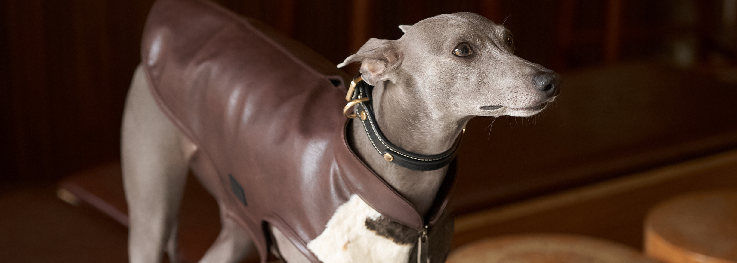 Large Dog Vests Online | Dog Vest for Large Dogs - BONDIR