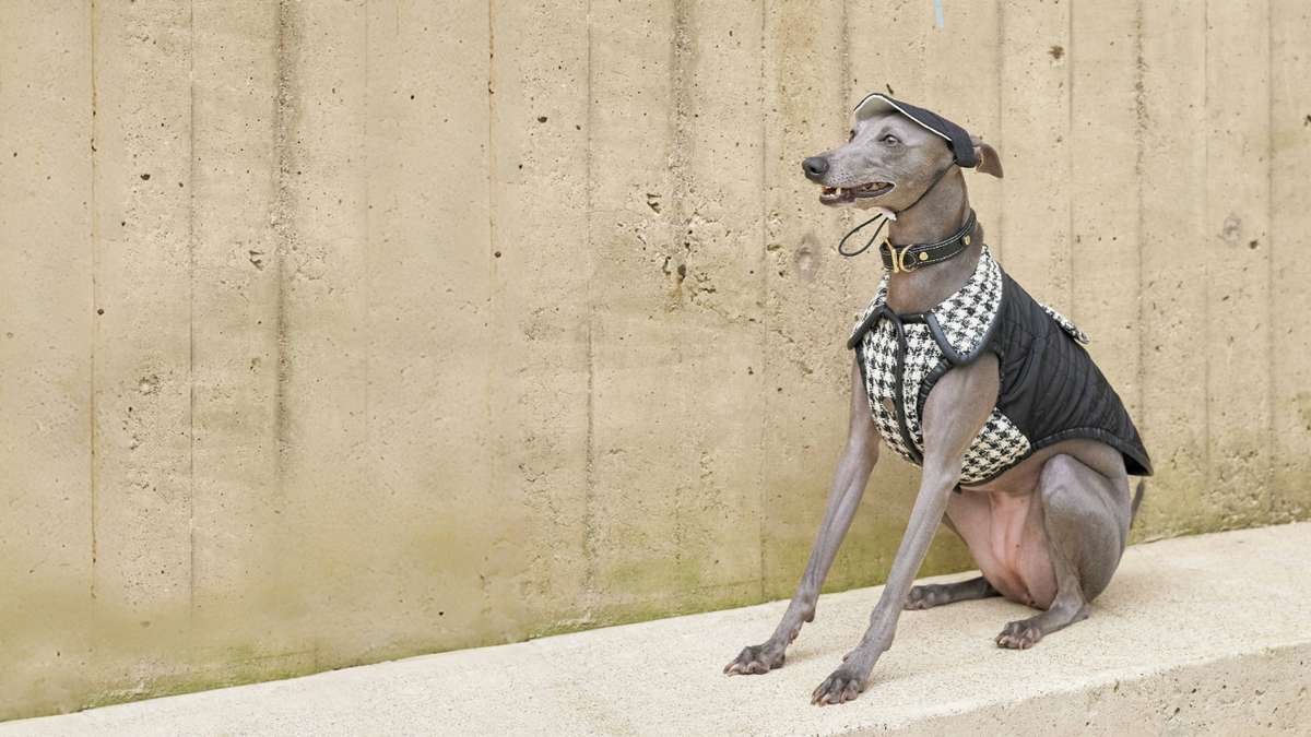 Bondir | Premium Fashion for Pets