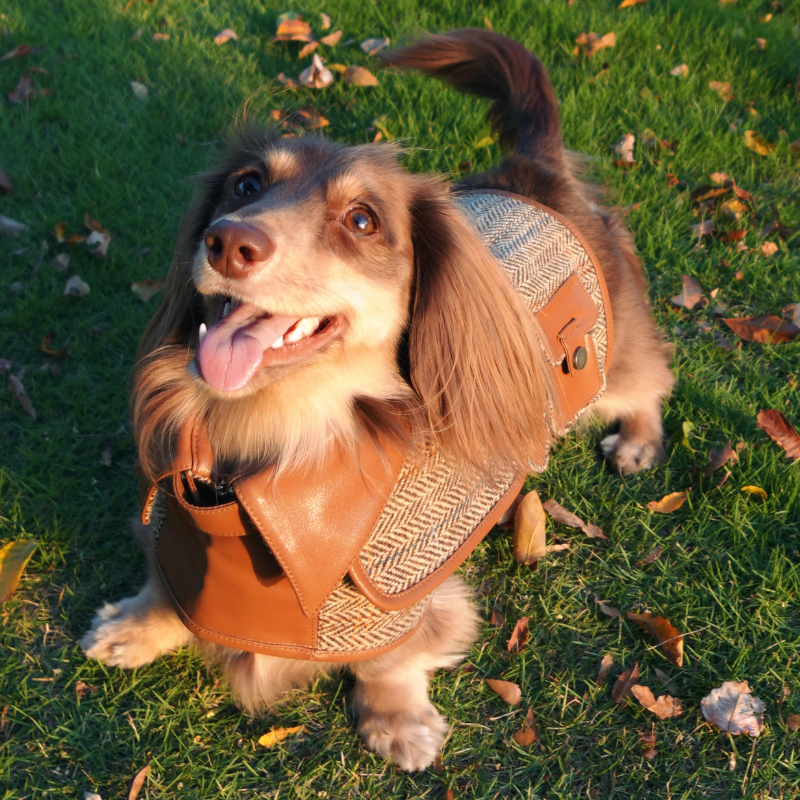 Shop Best Dog Coats | Cute Dog Wool Coats - BONDIR